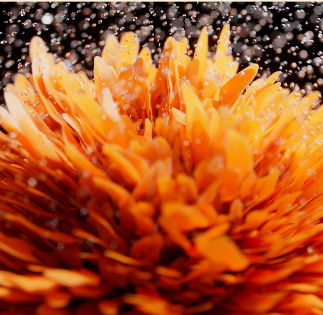 Concentrated Supreme Cream - VITAL PERFECTION | SHISEIDO